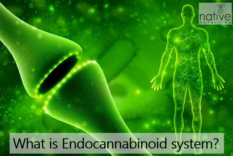 What is Endocannabinoid system | Native Nutrition